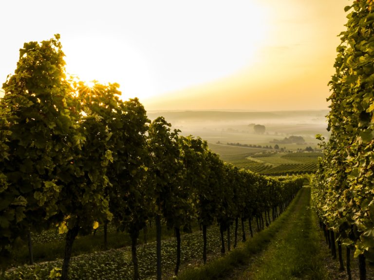 How To Start A Wine Business: The 9-Step Complete Guide