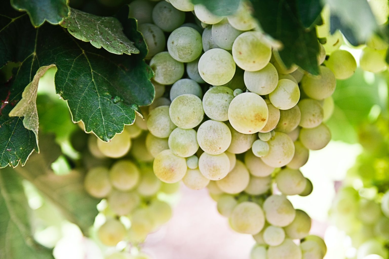 Mosel, Germany Wine Region - Wineries Around The World