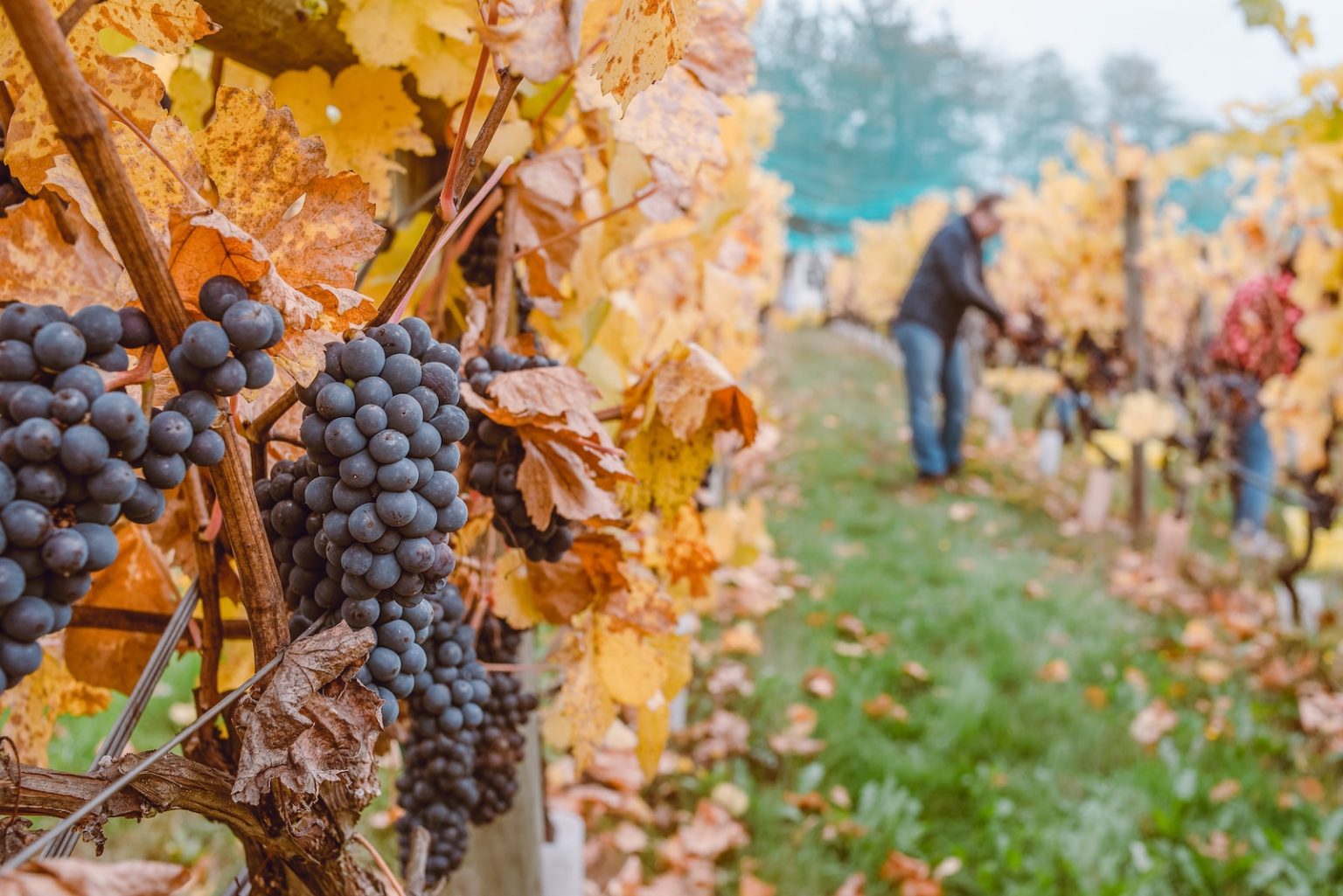 Vineyards Vs Wineries - Differences In Growing & Production
