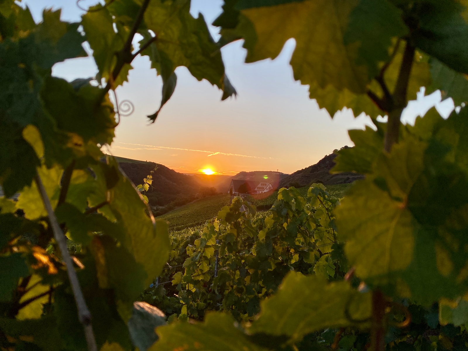 Vineyards Vs Wineries - Differences In Growing & Production